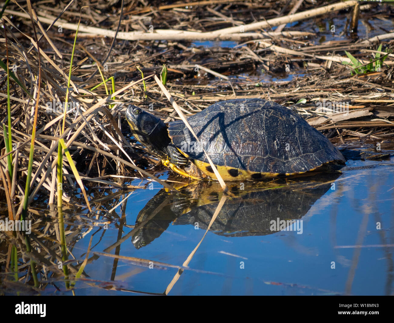 Turtle stretching on wood Stock Photo - Alamy