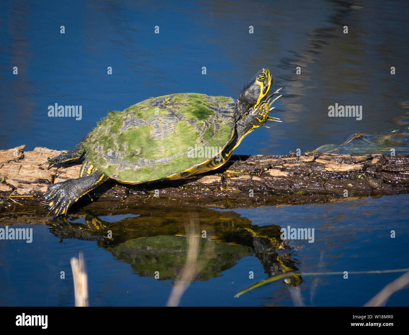 Turtle stretching on wood Stock Photo - Alamy