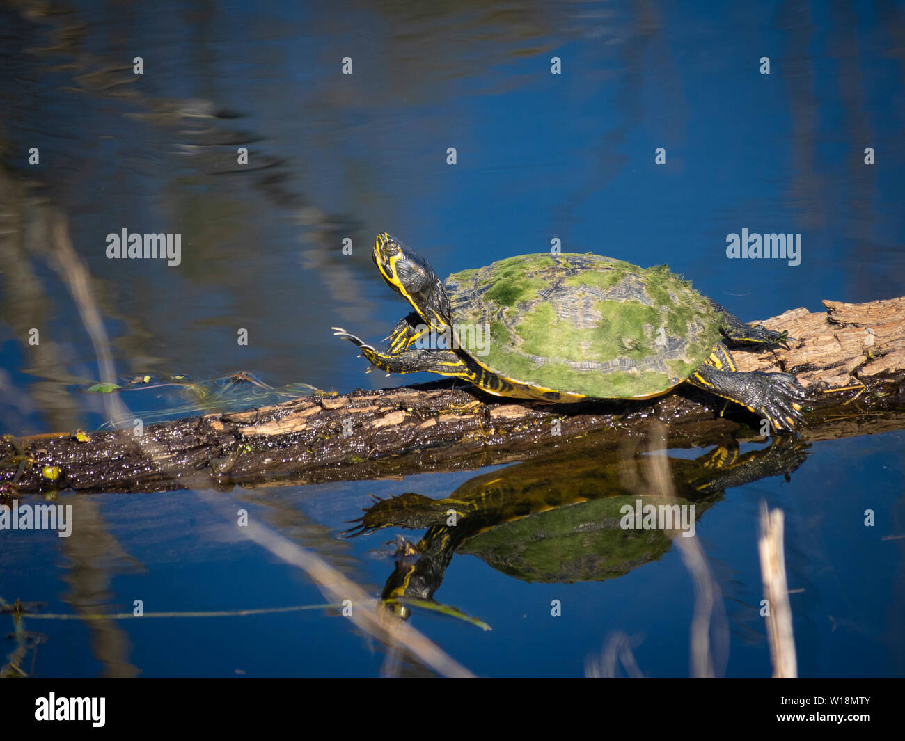 Neck stretching turtle hi-res stock photography and images - Alamy