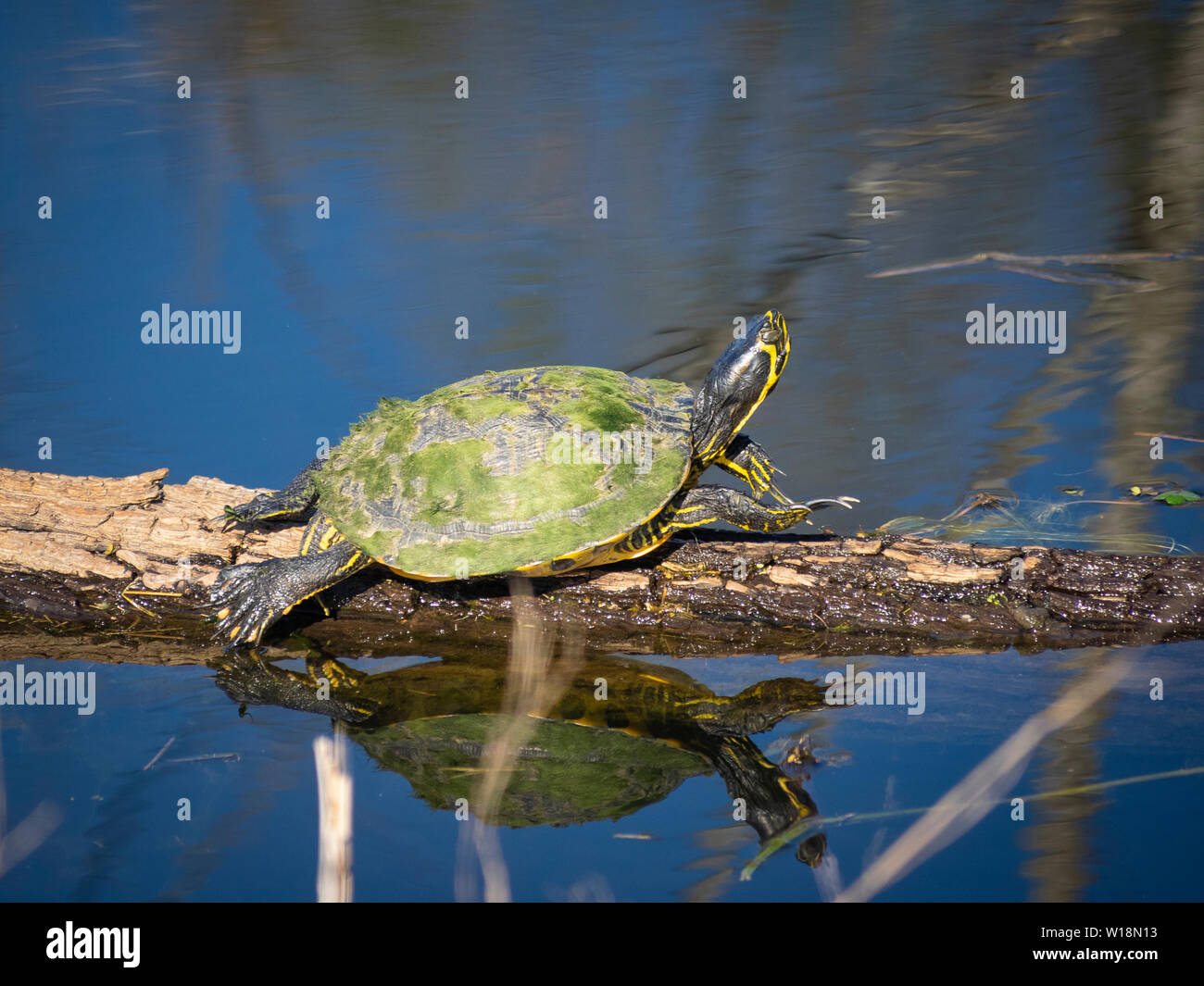 Turtle stretching on wood Stock Photo - Alamy