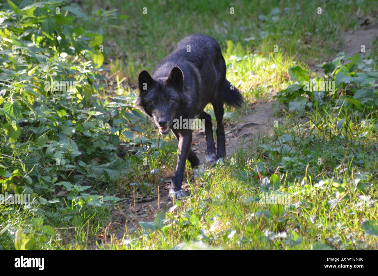 Black wolf photography hi-res stock photography and images - Alamy