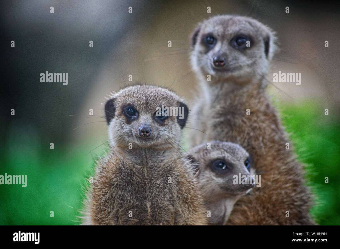 Friendly meerkat hi-res stock photography and images - Alamy