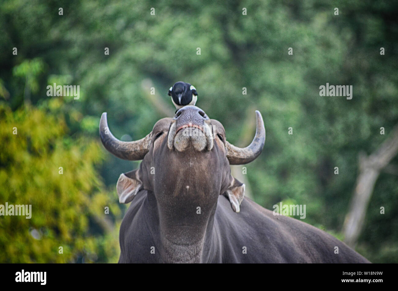 Sitting bull photo hi-res stock photography and images - Alamy