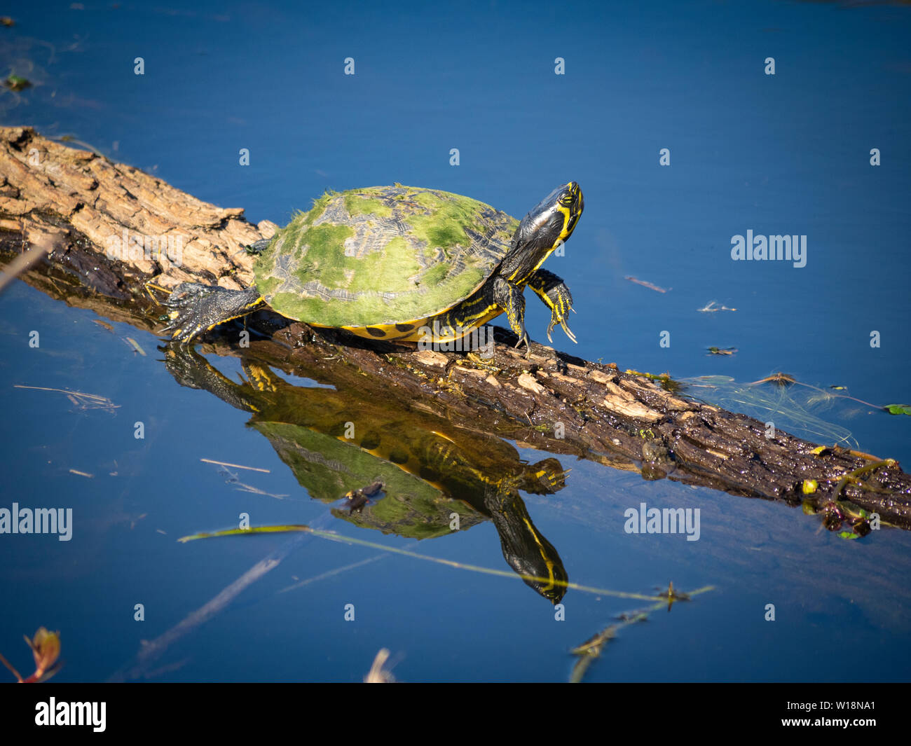 Neck stretching turtle hi-res stock photography and images - Alamy