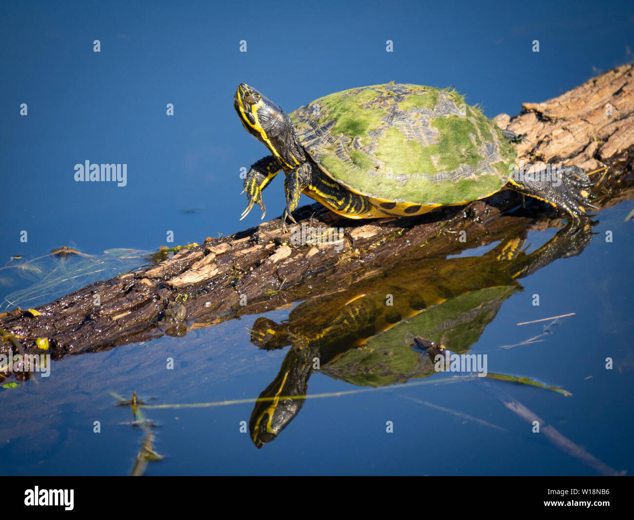 Black spots with a yellow center under hi-res stock photography and ...