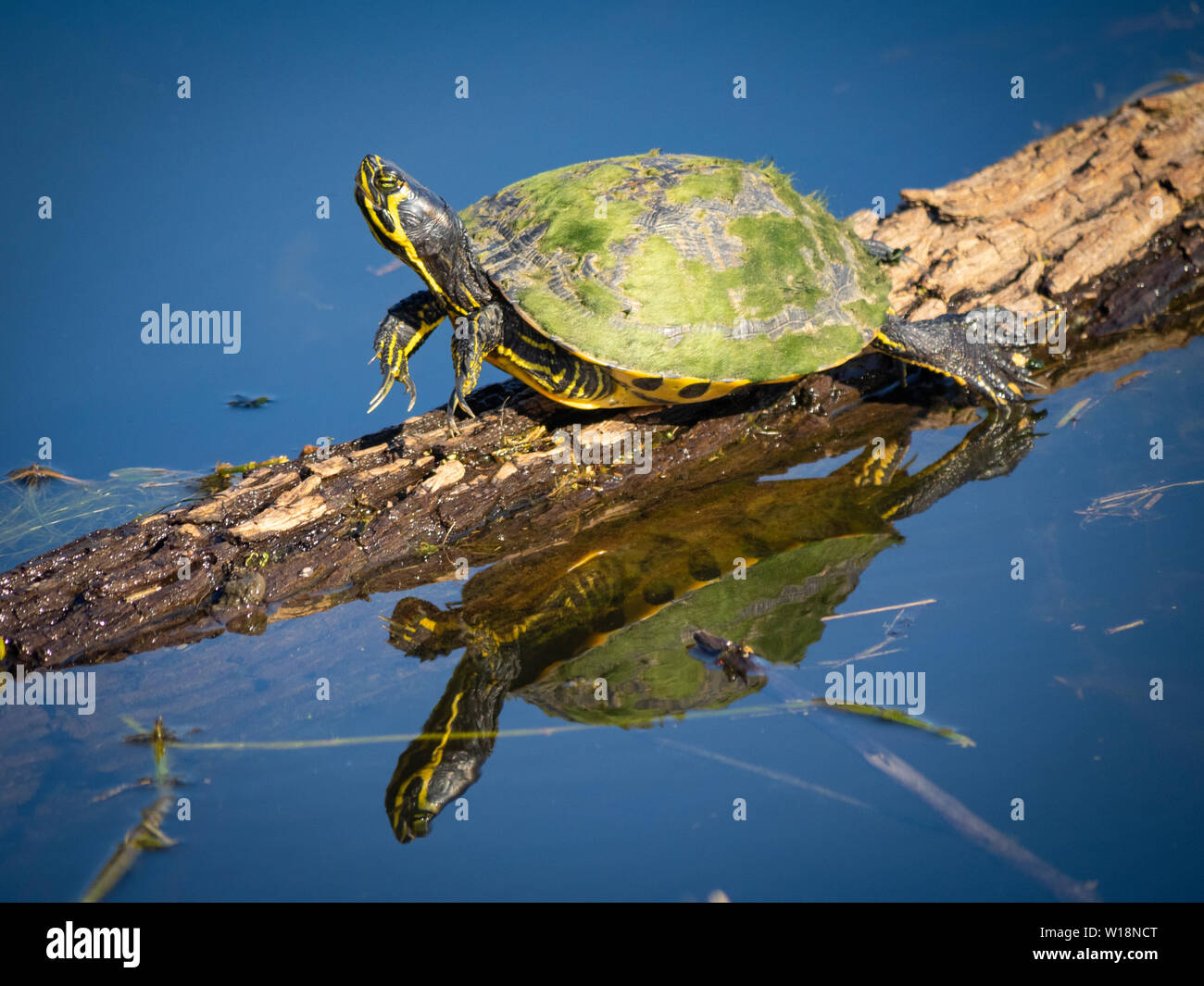 Turtle stretching in sun hi-res stock photography and images - Alamy