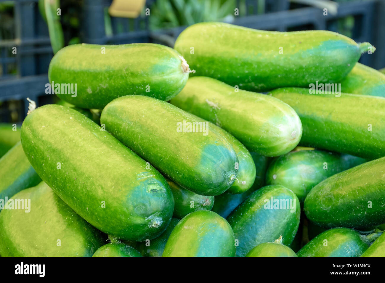 Fresh cucumbers in a farmer agricultural open air market, seasonal ...