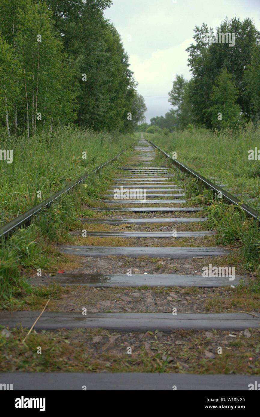 Old railroad through a forest overgrown with grass Stock Photo - Alamy