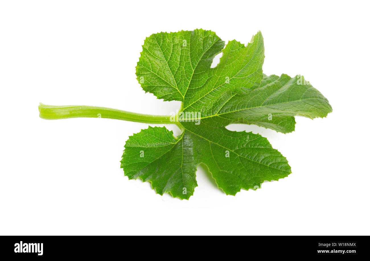 pumpkin leaf isolated on white Stock Photo - Alamy