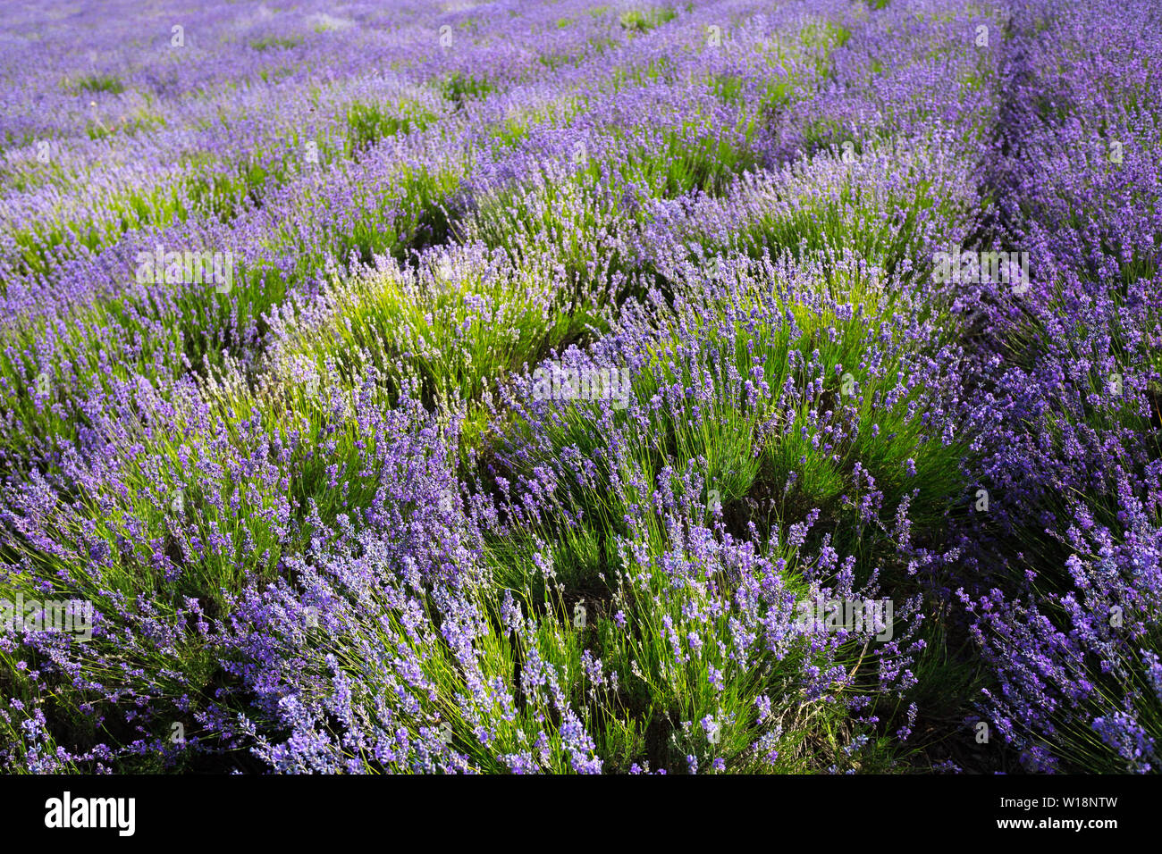 Lavender Field in the summer Stock Photo - Alamy