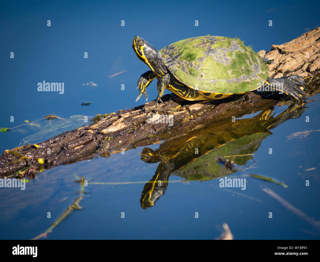 Turtle stretching on wood Stock Photo - Alamy
