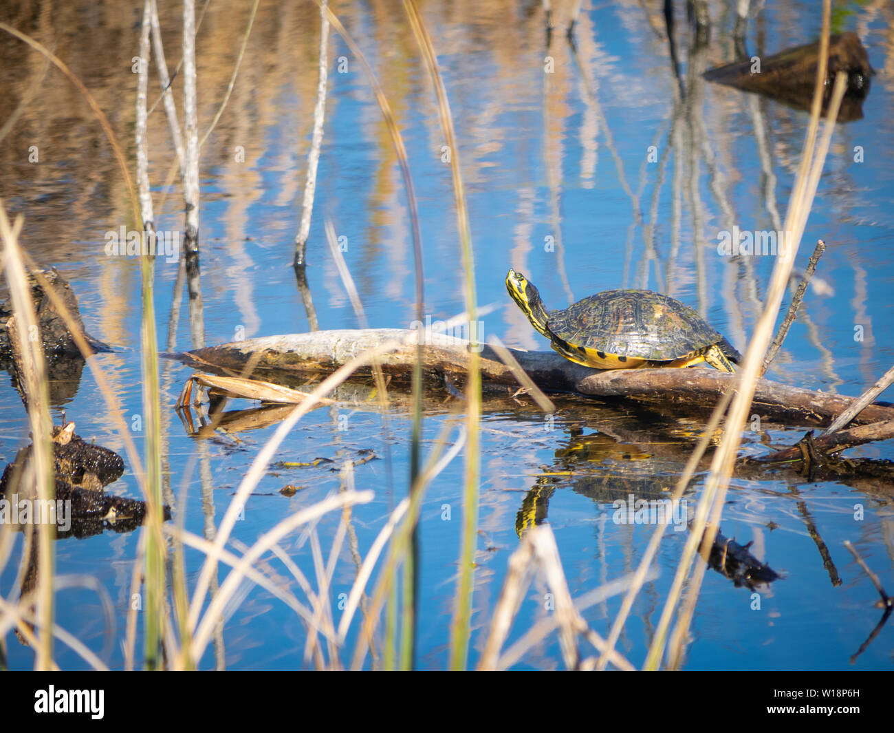 Neck stretching turtle hi-res stock photography and images - Alamy