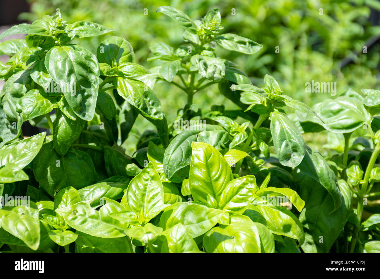 Fresh basil in a farmer agricultural open air market, seasonal healthy ...