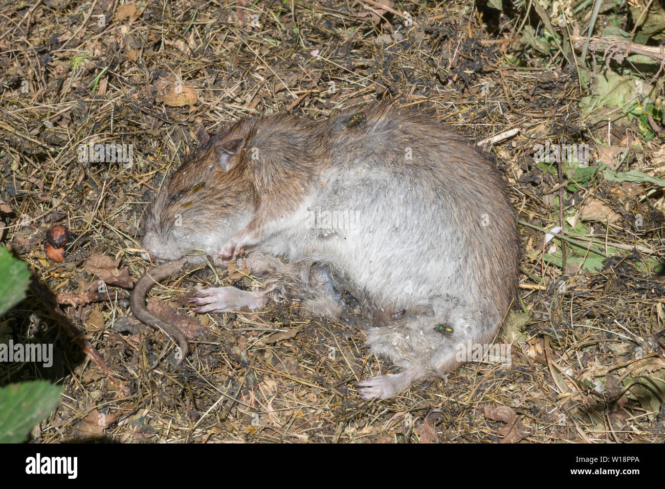 Brown rat dead hi-res stock photography and images - Alamy