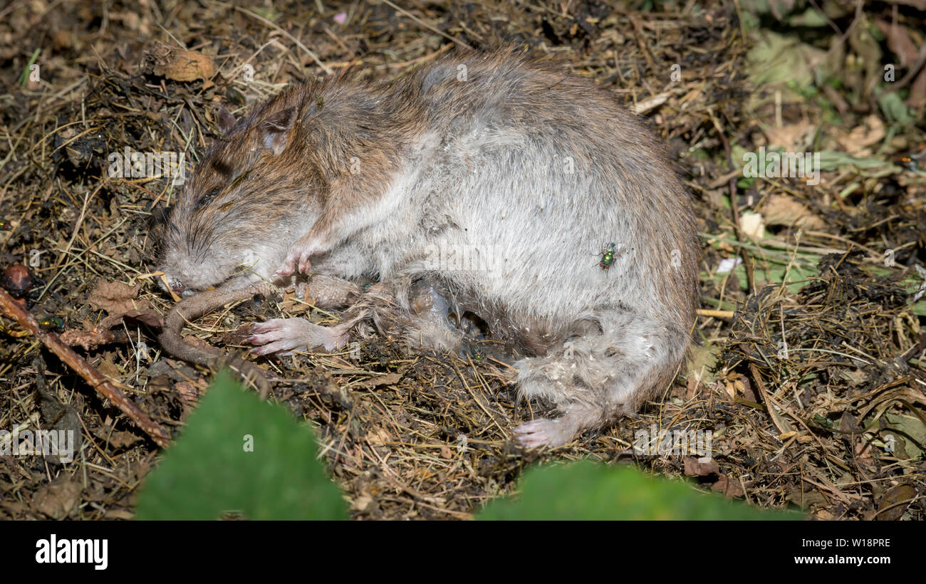 Brown rat dead hi-res stock photography and images - Alamy