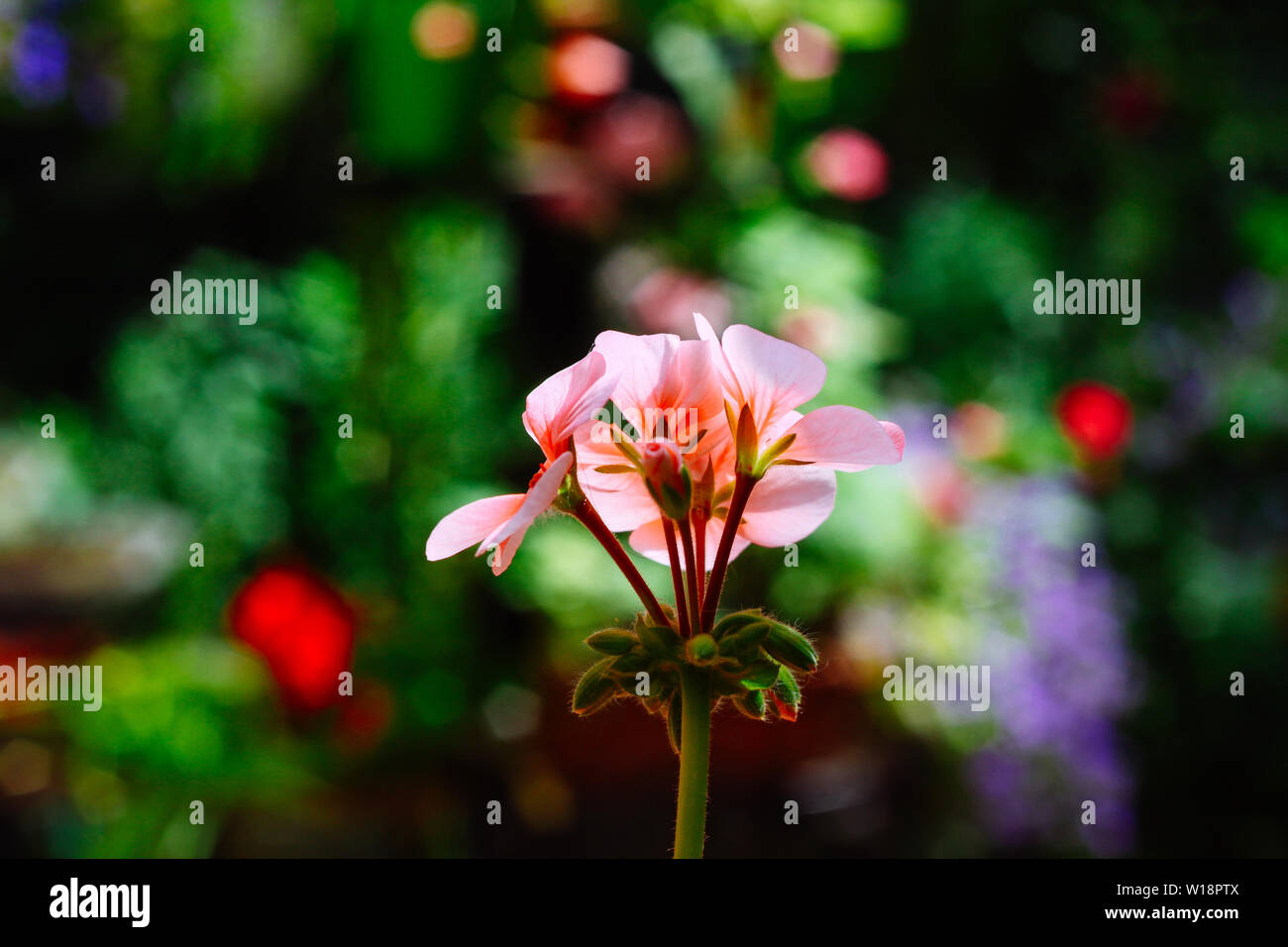 Bright pink flower and leaves of geranium on a colorful background of ...