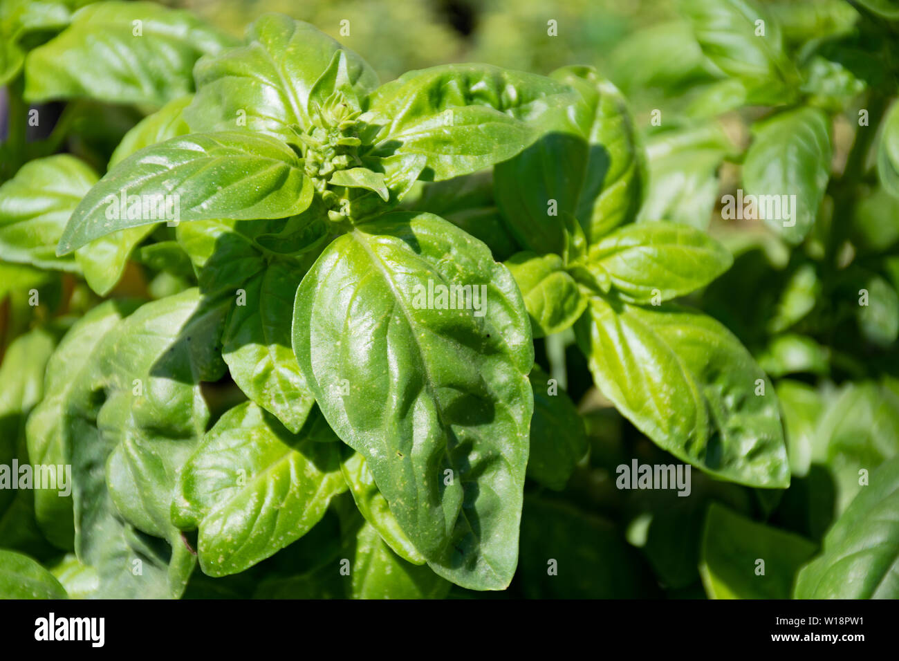 Fresh basil in a farmer agricultural open air market, seasonal healthy ...