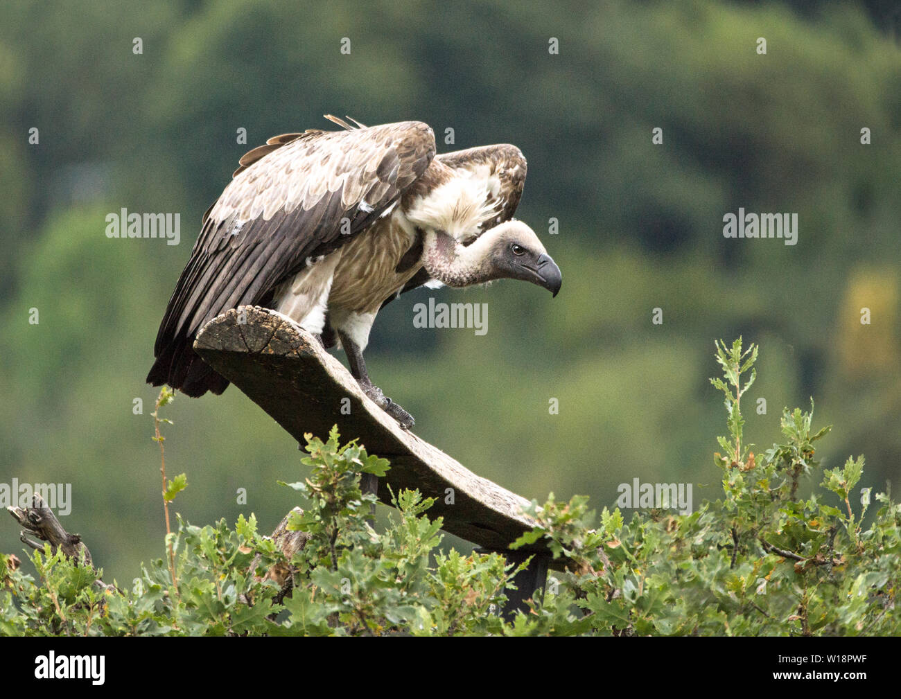 African White-backed Vulture (Gyps africanus).This bird was ...