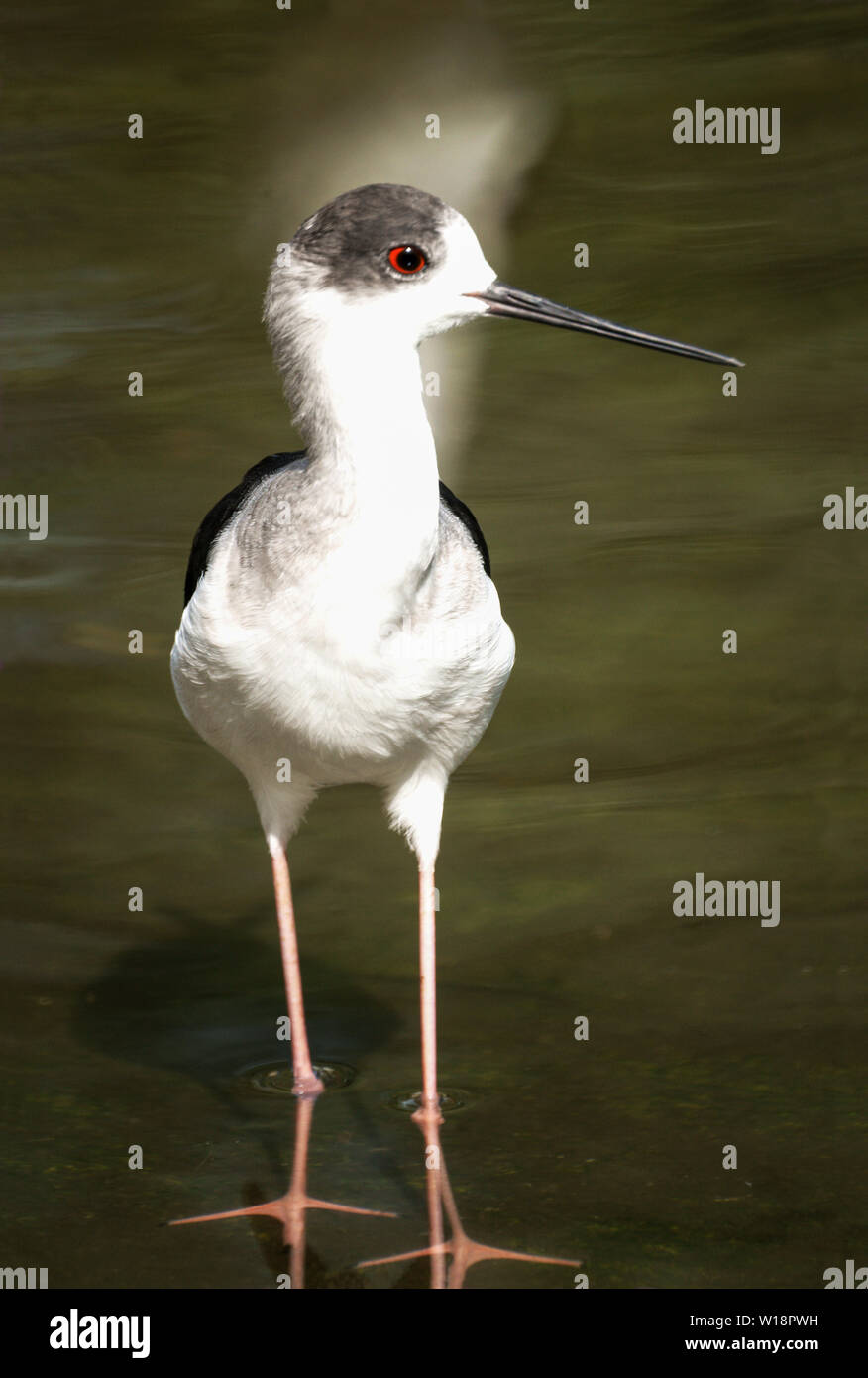 Adult male Black-winged Stilt (H. Himantopus).Moving into autumn ...
