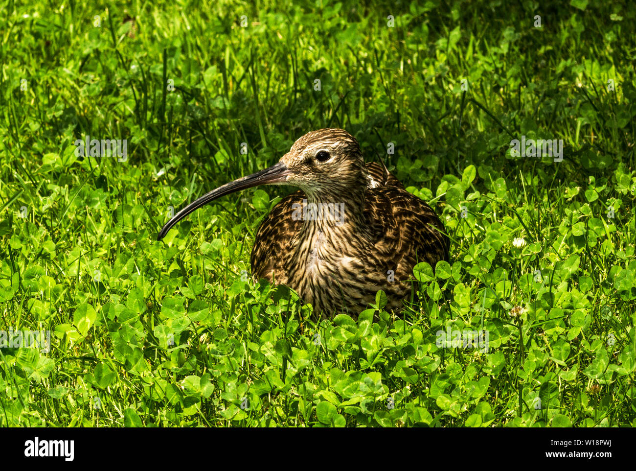 Curlew (Numenius arquata),Adult sitting but alert Stock Photo - Alamy