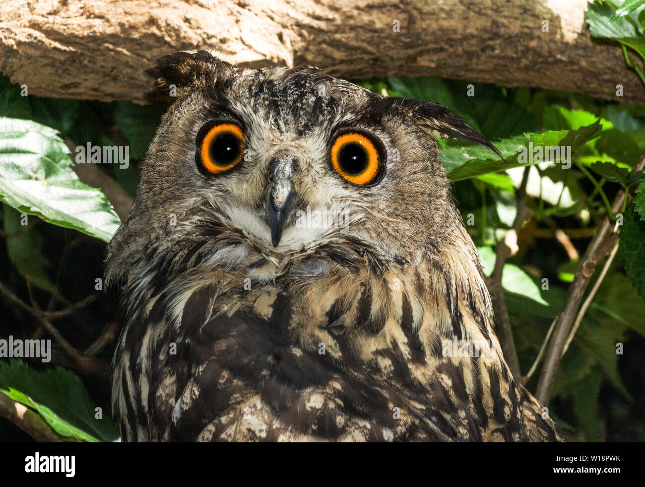 Large Brown Owl High Resolution Stock Photography and Images - Alamy