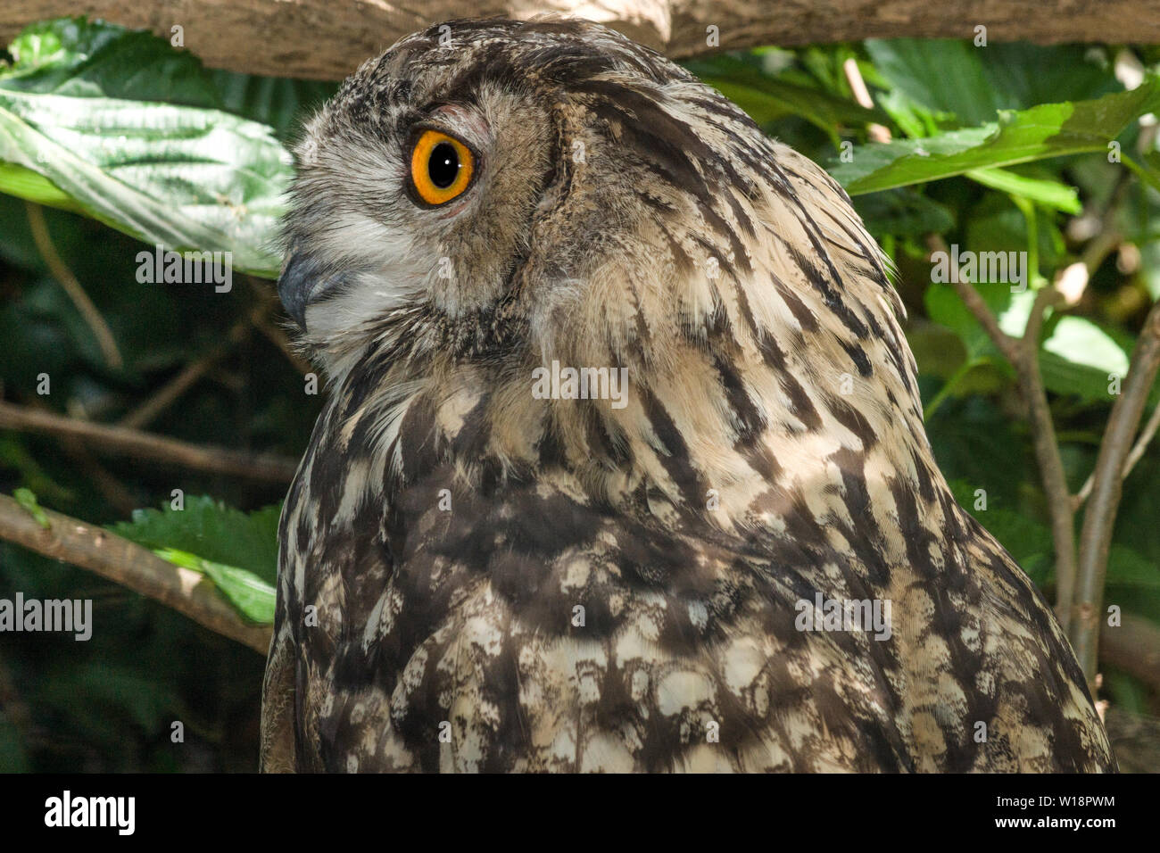 Hibou grand duc hi-res stock photography and images - Alamy