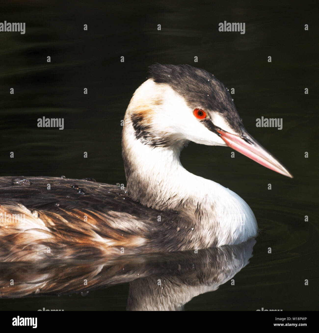 Great Crested Grebe (Podiceps cristatus) in winter plumage Stock Photo ...
