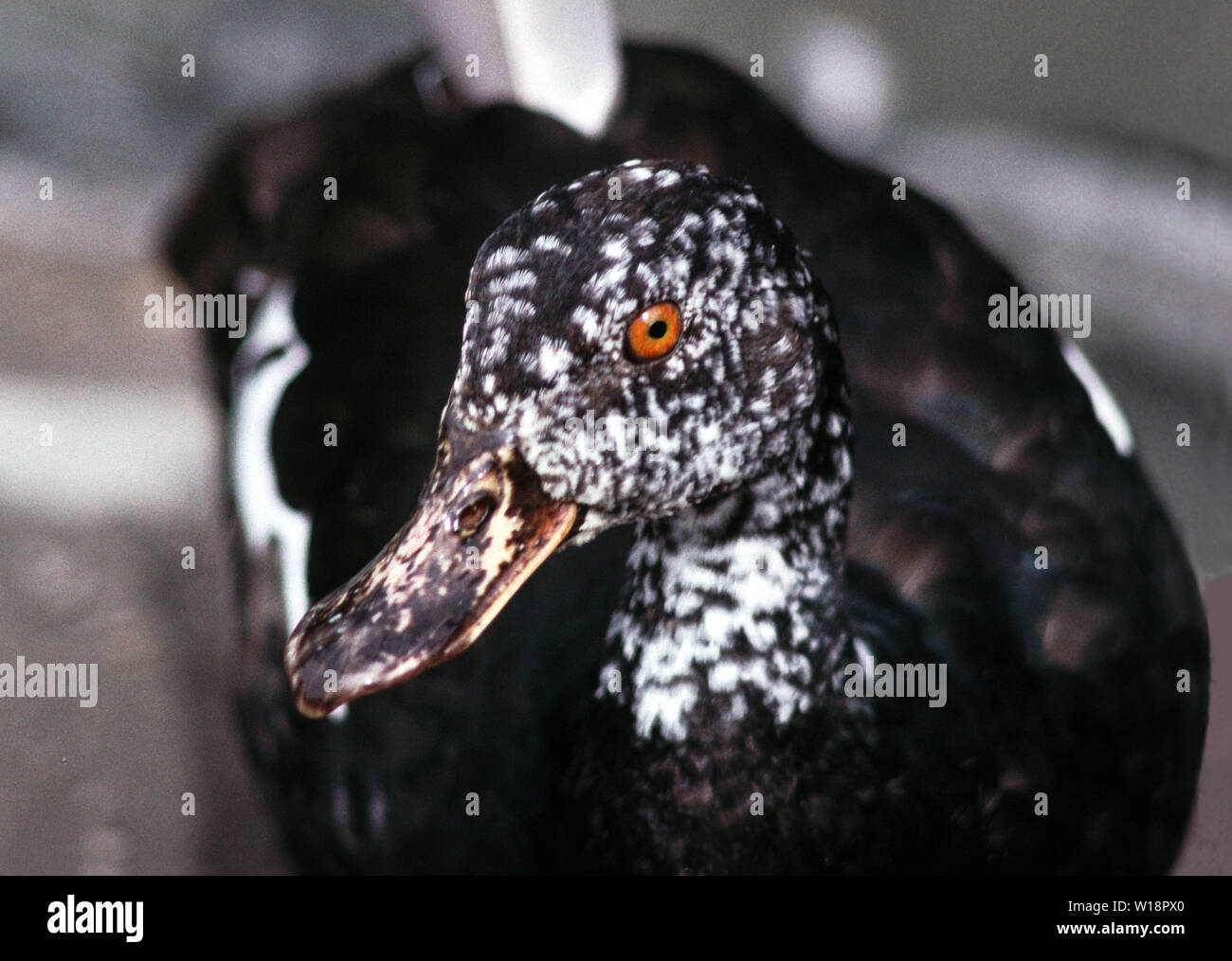 Wildfowl of assam hi-res stock photography and images - Alamy