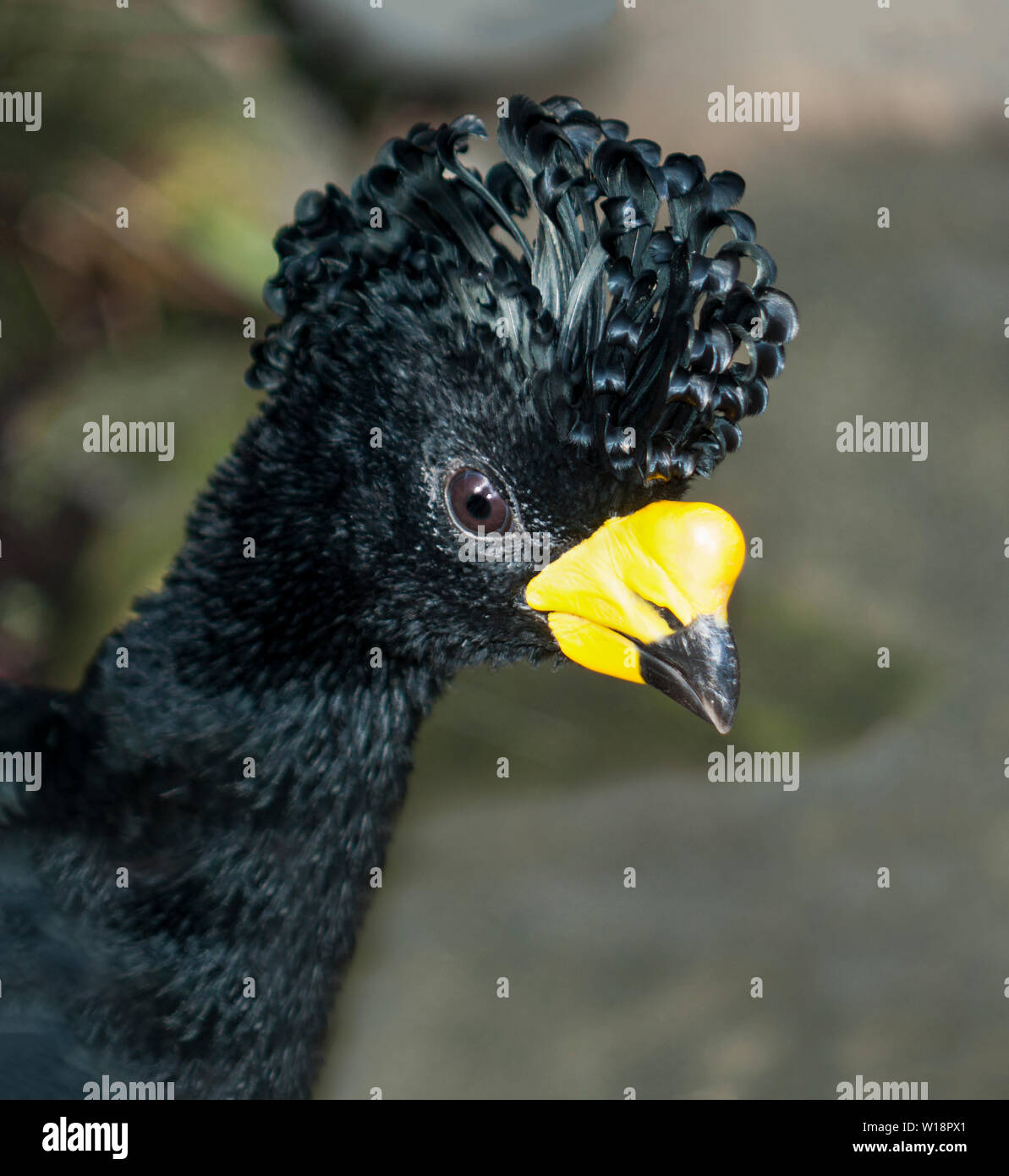 Yellow Knobbed Curassow