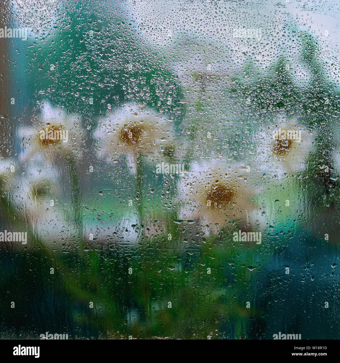 Rain drops on wet window and white flowers behind wet window glass ...