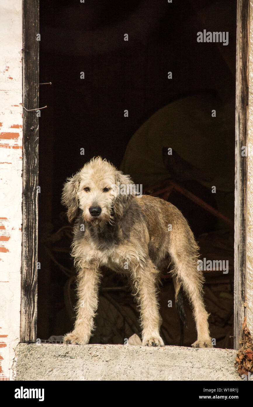 Dog guarding his masters barn hi-res stock photography and images - Alamy