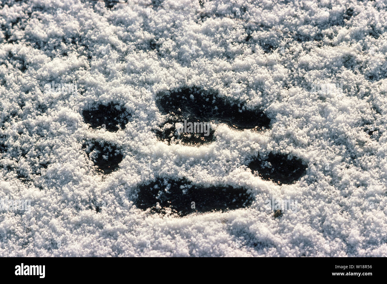 Rabbit footprint hi-res stock photography and images - Alamy