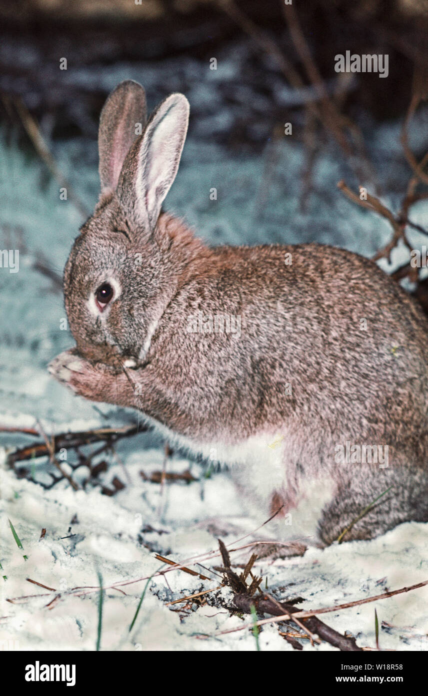 Rabbit (Oryctolagus cuniculus).Adult sitting-up in the snow washing its ...
