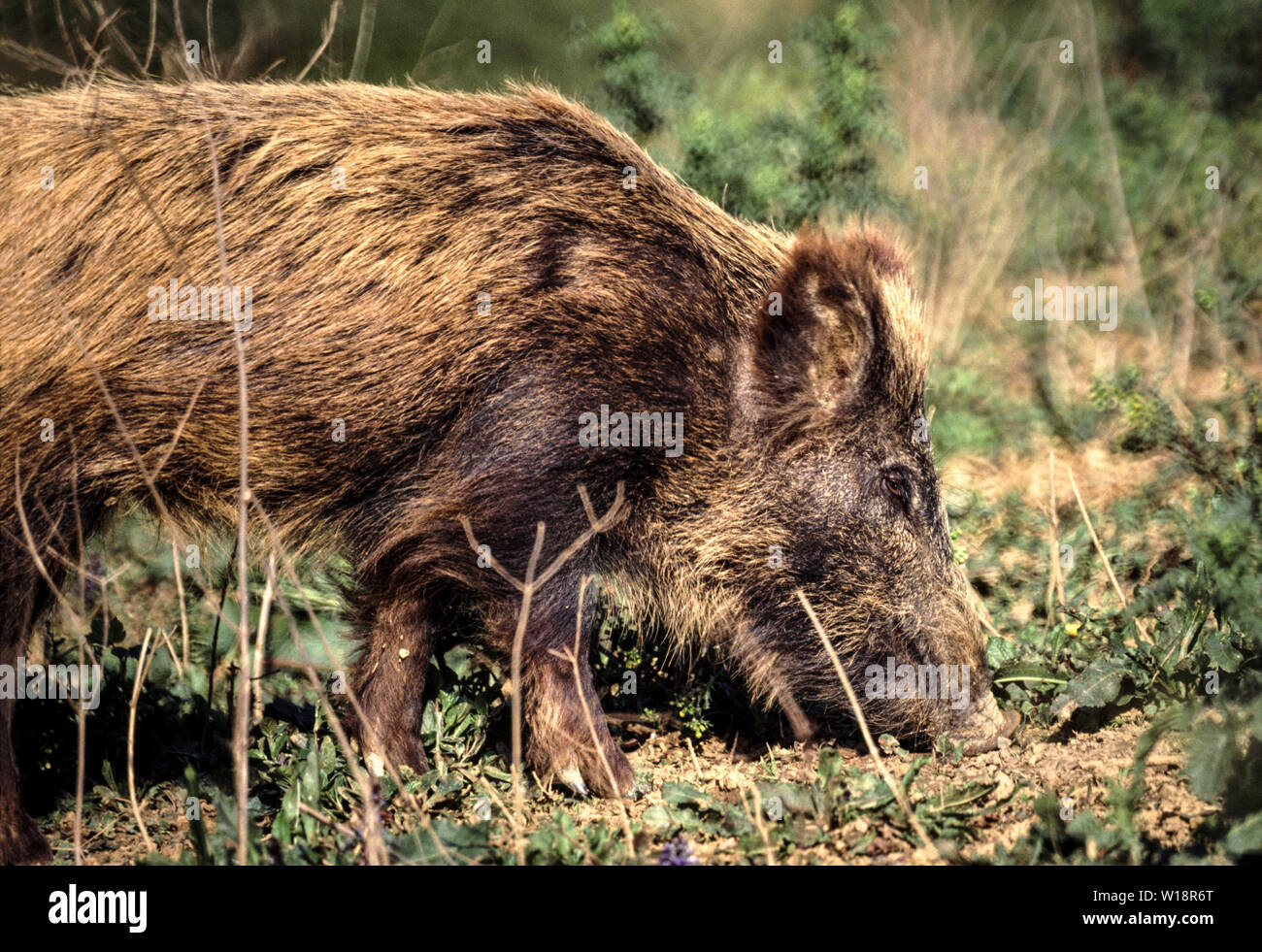 Mammals of korea hi-res stock photography and images - Alamy