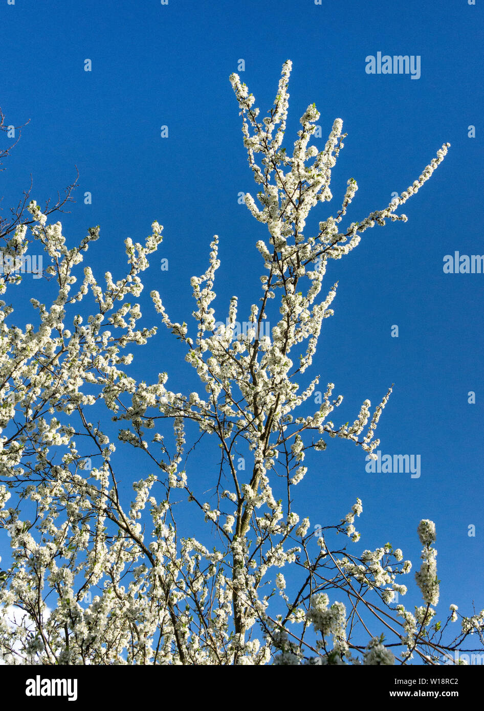 The blossom of the black plum ,variety Friar (Prunus domestica) against ...