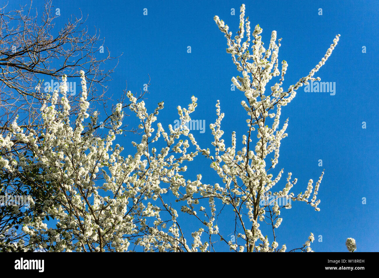 Friar plum hi-res stock photography and images - Alamy