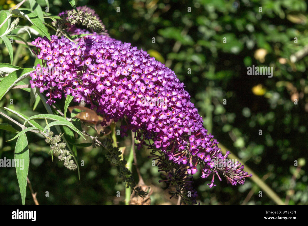 Buddleia photos hi-res stock photography and images - Alamy