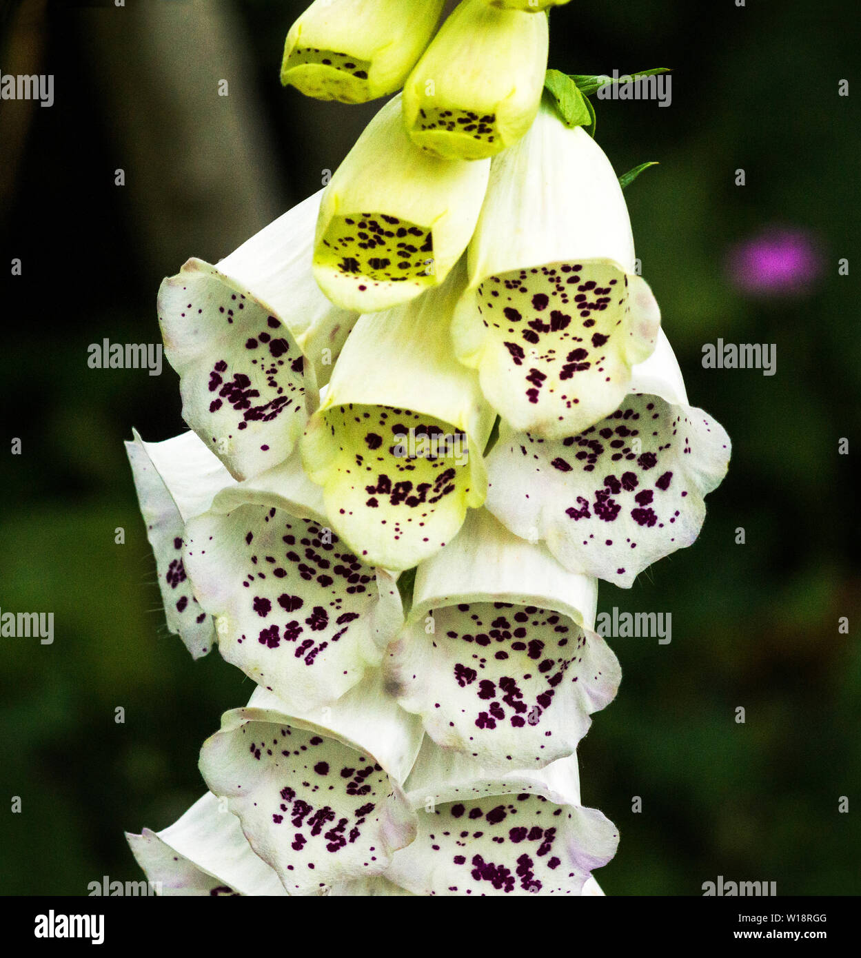Foxglove (Digitalis purpurea).White form.A plant that is used ...