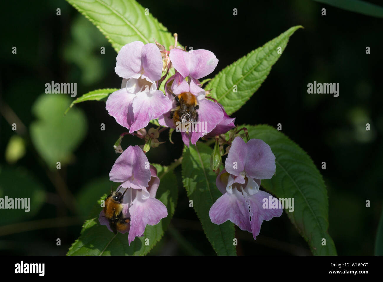Flowers of the Himalayan Balsam (Impatiens glandulifera Stock Photo - Alamy