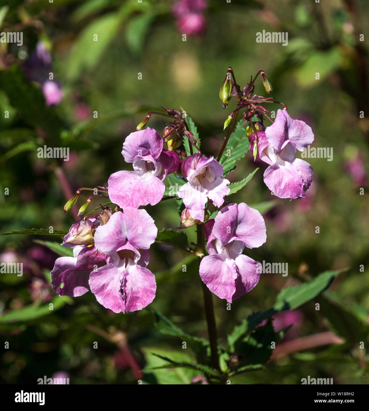 Flowers of the Himalayan Balsam (Impatiens glandulifera Stock Photo - Alamy