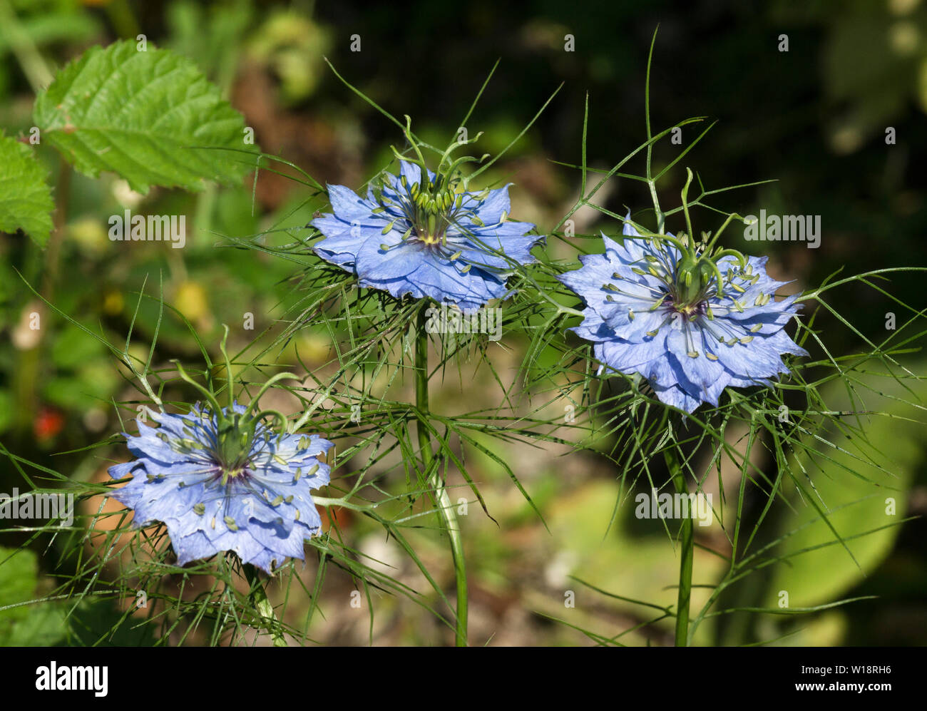 Love-in-a-Mist (Nigella damascena).Part of the Buttercup Family these ...