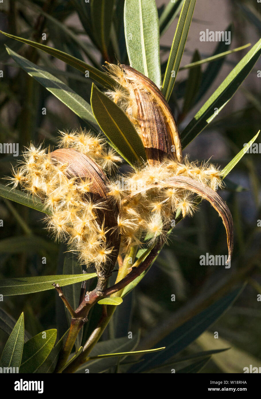Yellow Oleander Seed