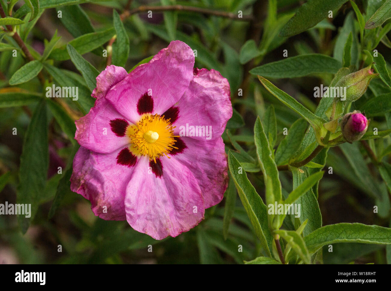 Rock Rose Cistus X Purpureus High Resolution Stock Photography and ...