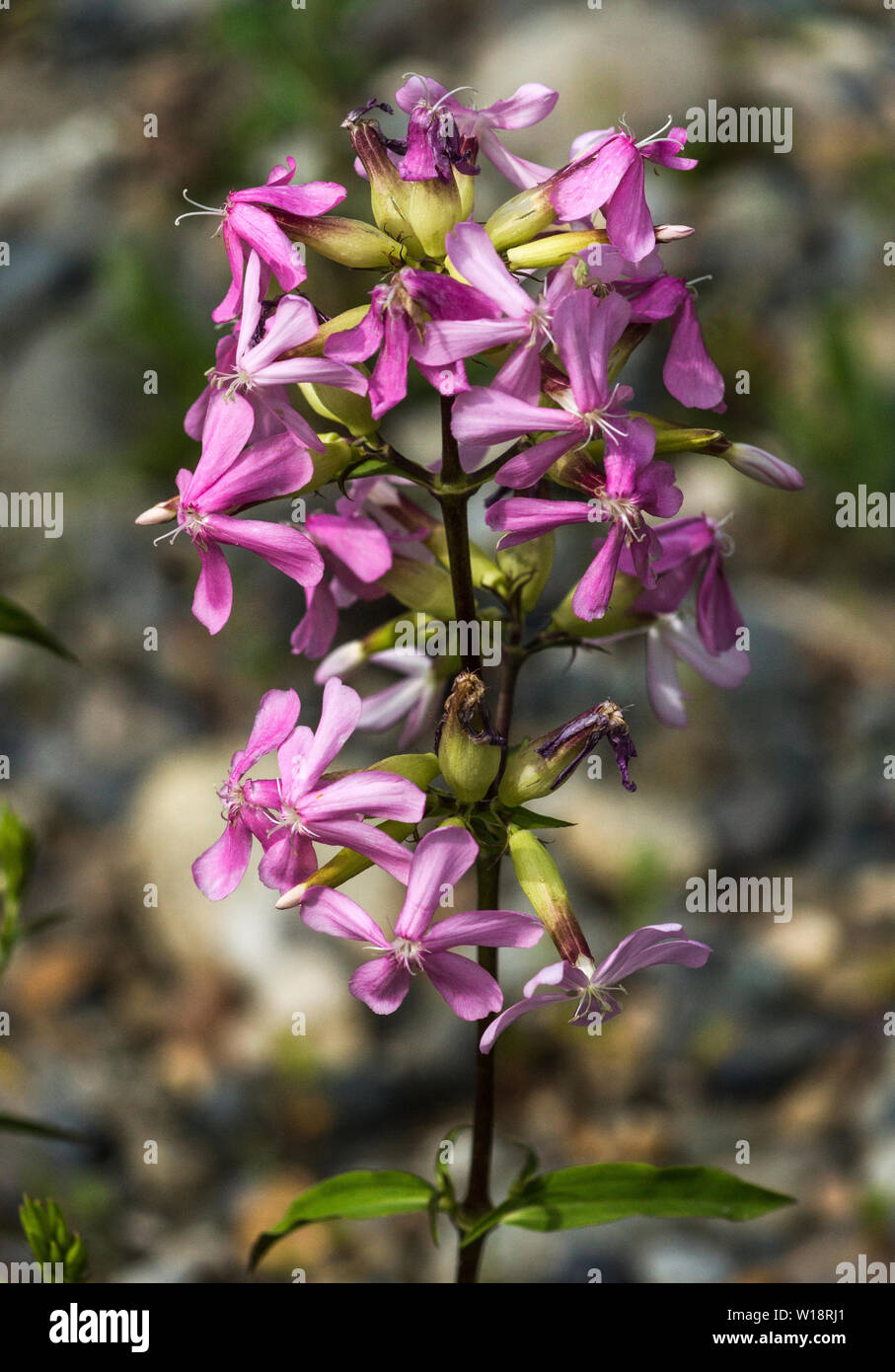 Soapwort (Saponaria officinalis).A wild flower that gets its name ...