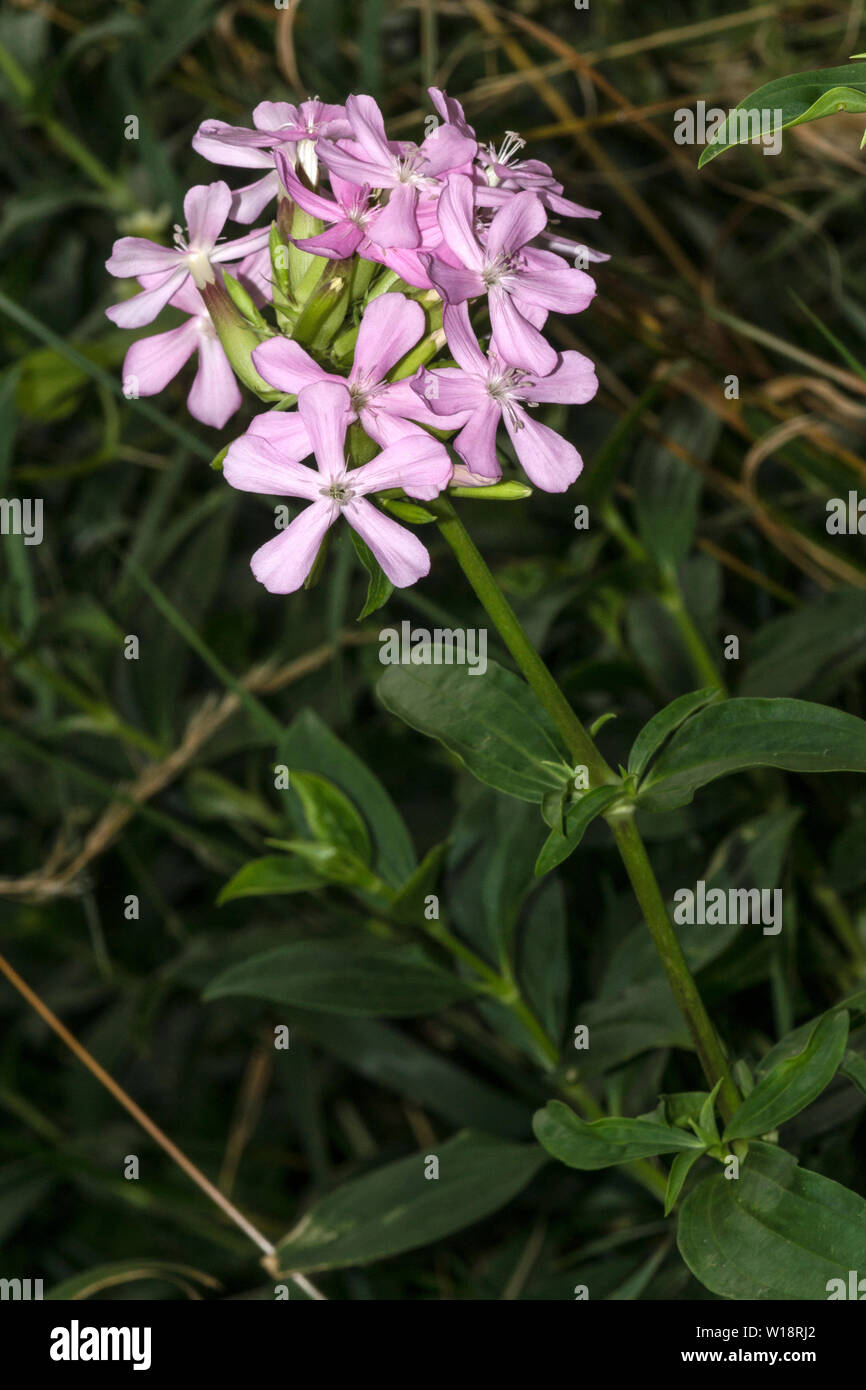 Soapwort (Saponaria officinalis).A wild flower that gets its name ...