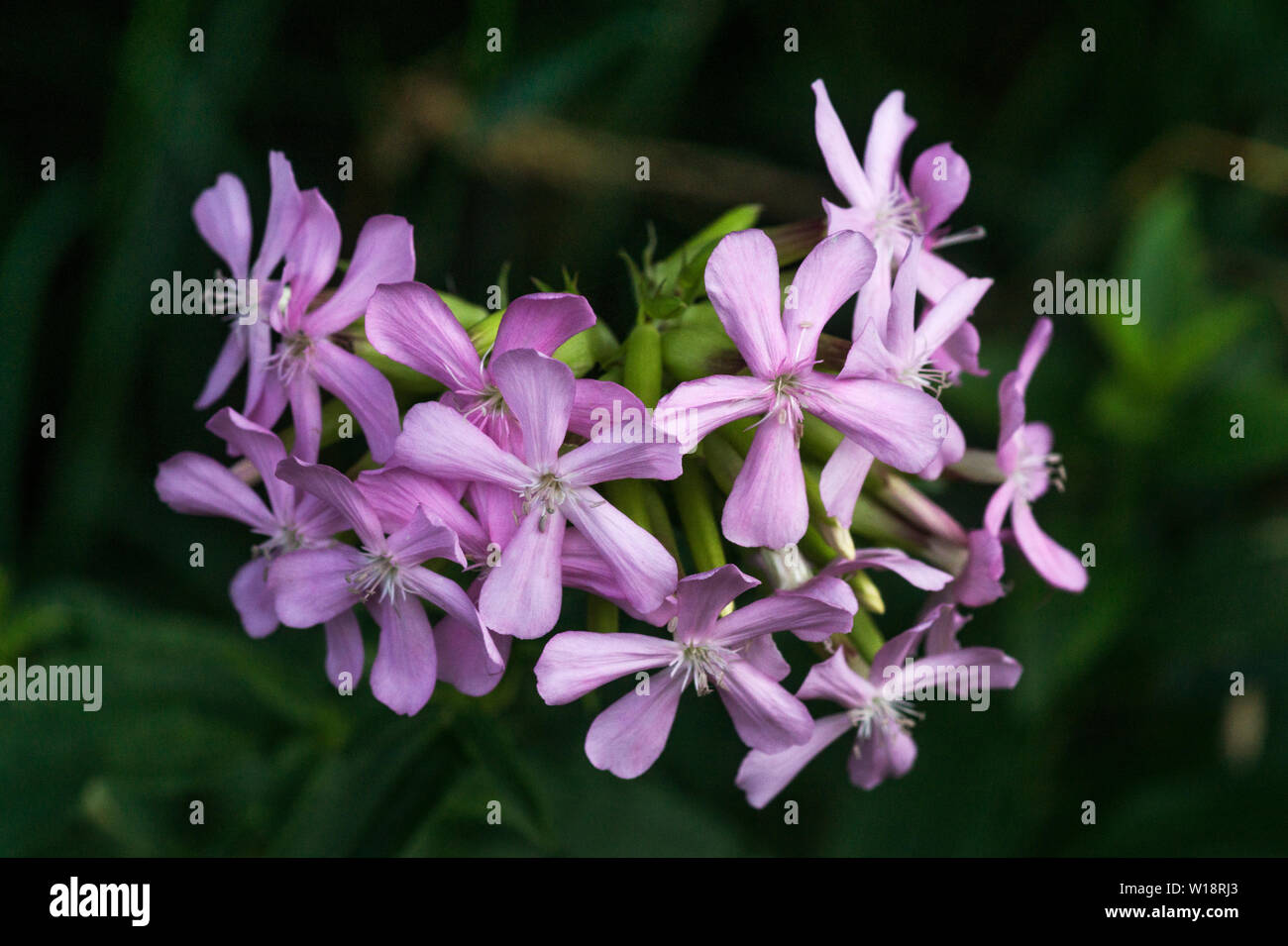 Pics a flower hi-res stock photography and images - Alamy