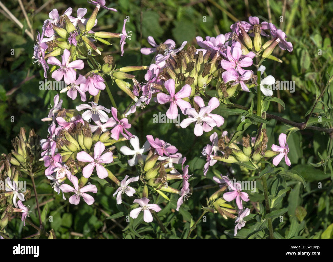 Soapwort (Saponaria officinalis).A wild flower that gets its name ...
