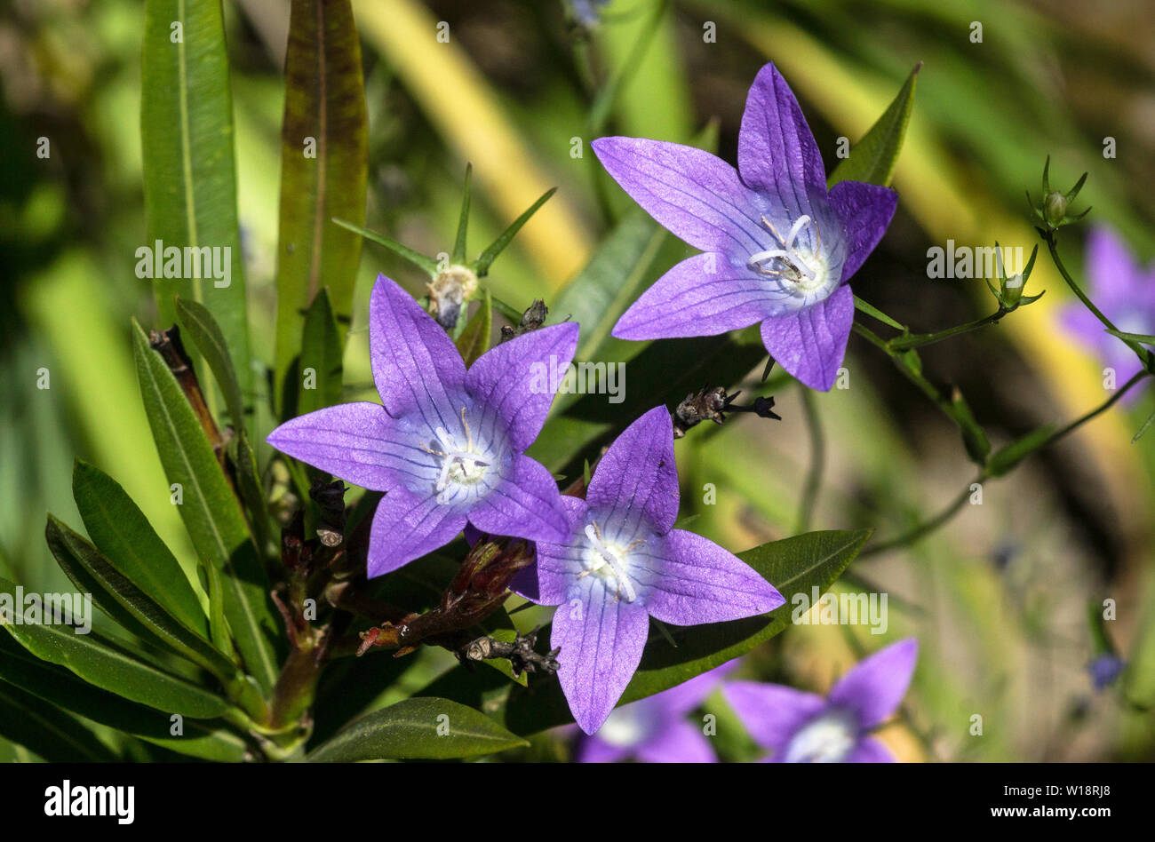 Spreading Bellflower (Campanula patula).This plant is spreading through ...