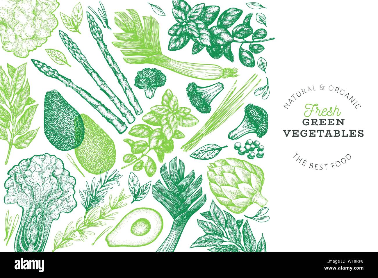 Green vegetable design template. Hand drawn vector food illustration ...