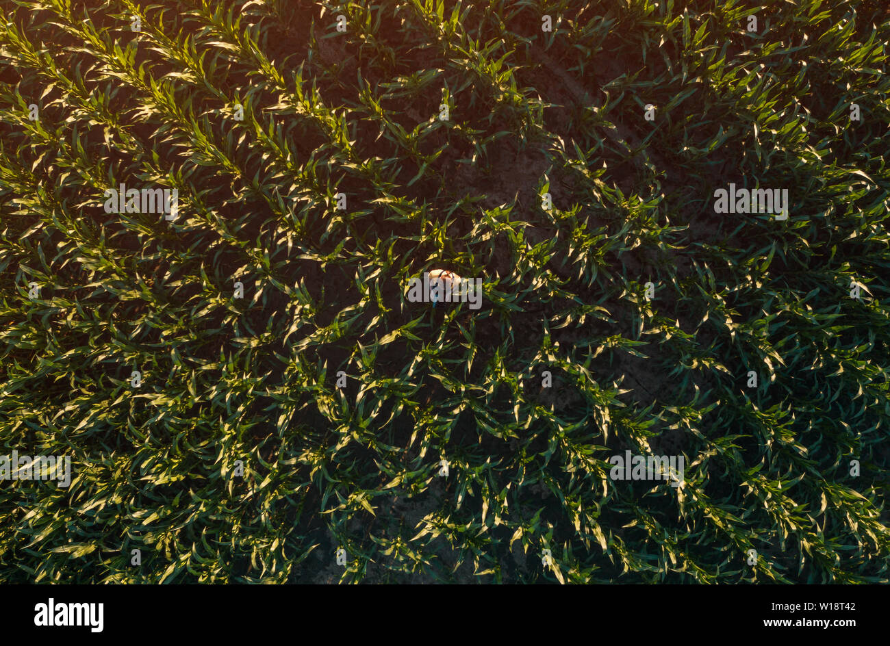 Agronomist farmer woman using tablet computer in corn field. Aerial ...